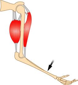 Hulp nodig. Animatie van spieren. | Bodybuilding.nl Forum