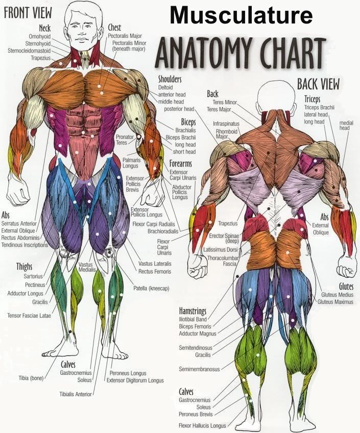 De anatomie van een bodybuilder (afbeelding) | Bodybuilding.nl Forum